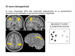 Bases cerebrales del lenguaje y cálculo | PDF
