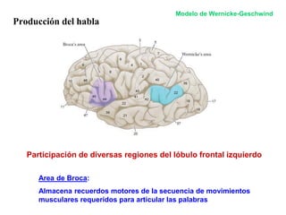 Bases cerebrales del lenguaje y cálculo | PPT
