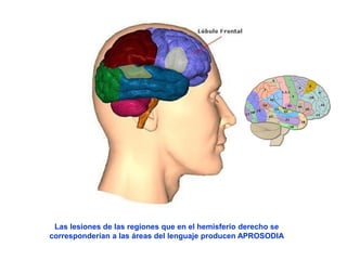 Bases cerebrales del lenguaje y cálculo | PPT
