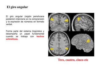 Bases cerebrales del lenguaje y cálculo | PPT