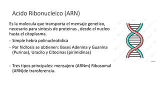 Bases citologicas de la herencia .pptx