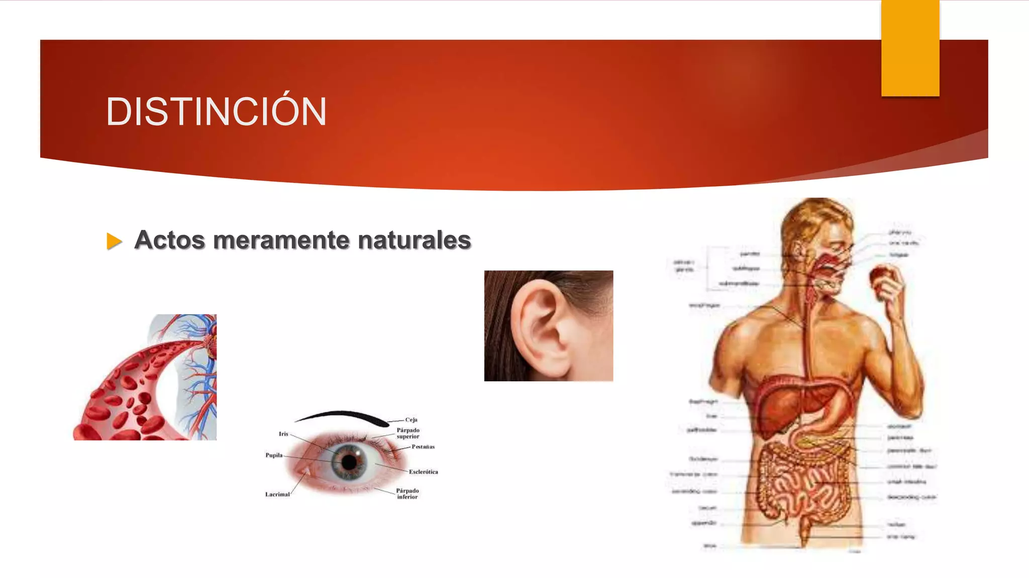 Bases de la etica | PPT