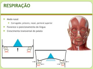 Bases em Motricidade Orofacial - 2 alê (1).pptx