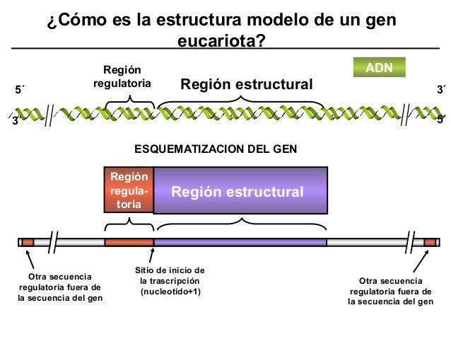 Bases moleculares de_la_herencia