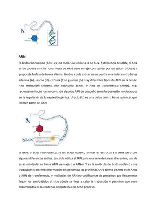 Bases Moleculares de la Herencia ADN y ARN | PDF