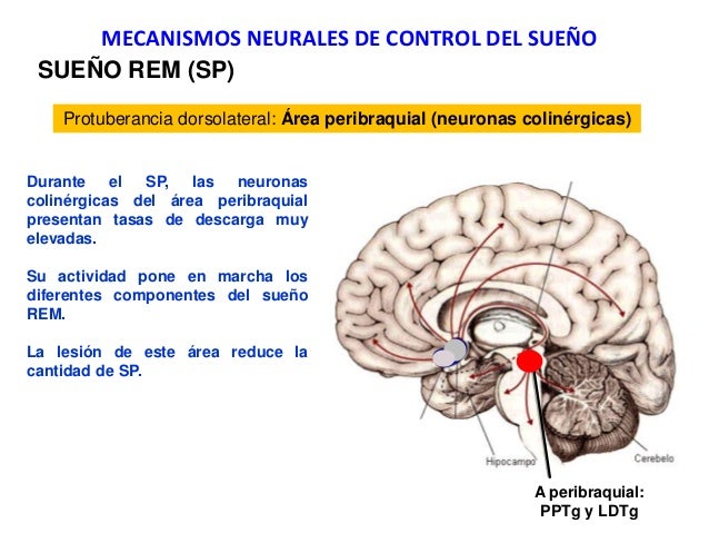 Bases neurales y cerebrales del sueño