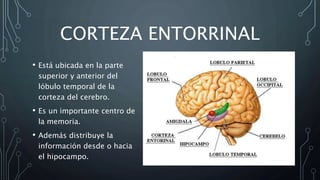 Bases neuroanatomicas de la memoria y el aprendizaje | PPTX