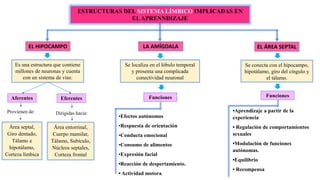 Bases neuroanatomicas del aprendizaje | PPTX