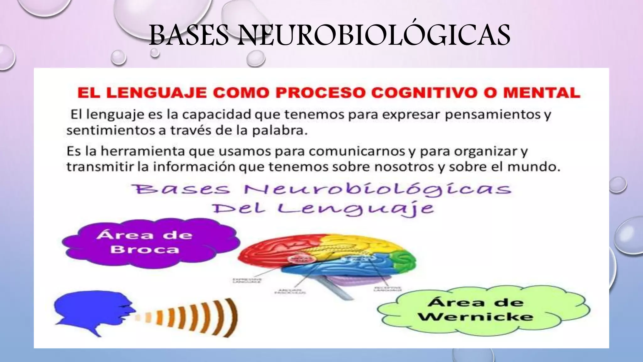 BASES NEUROBIOLOGICAS(1) (1).pptx