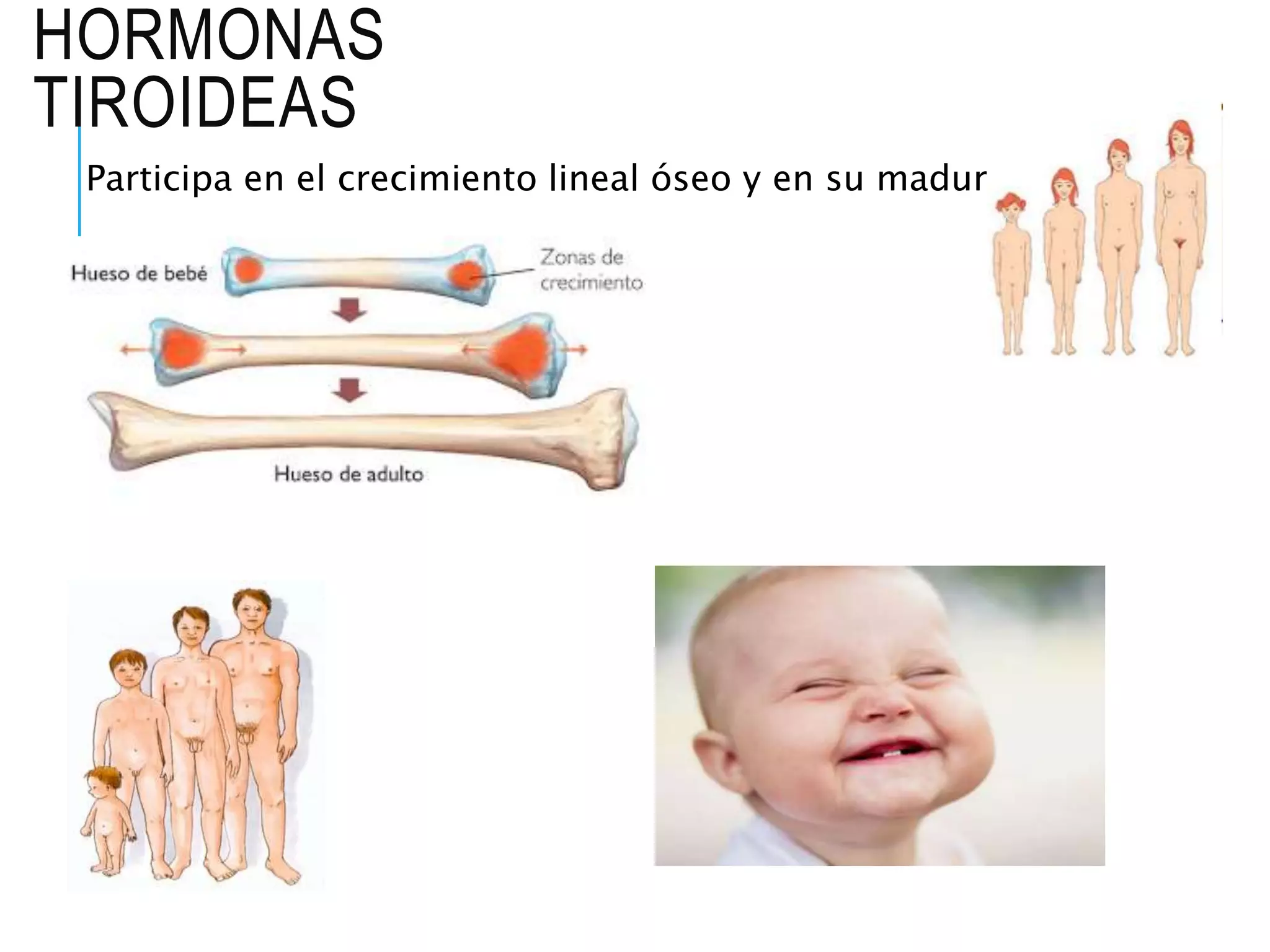 Bases Neuroendocrinas Del Crecimiento Y Desarrollo Pptx