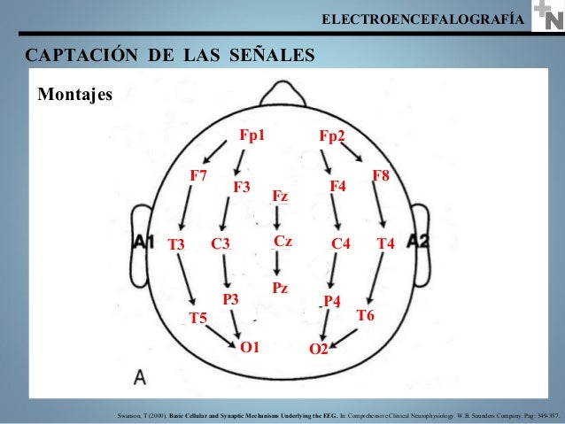 Bases neurofisiológicas del eeg parte 2