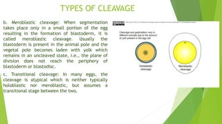 Bases of classification_nasif_sadat.pptx