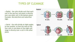 Bases of classification_nasif_sadat.pptx