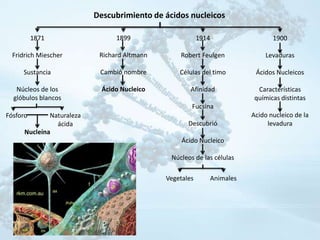 Bases quimicas de la herencia 2 | PPTX
