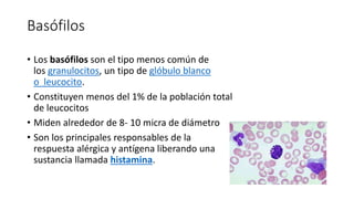 Basófilos y sus funciones | PPTX