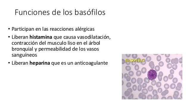 Basófilos y sus funciones