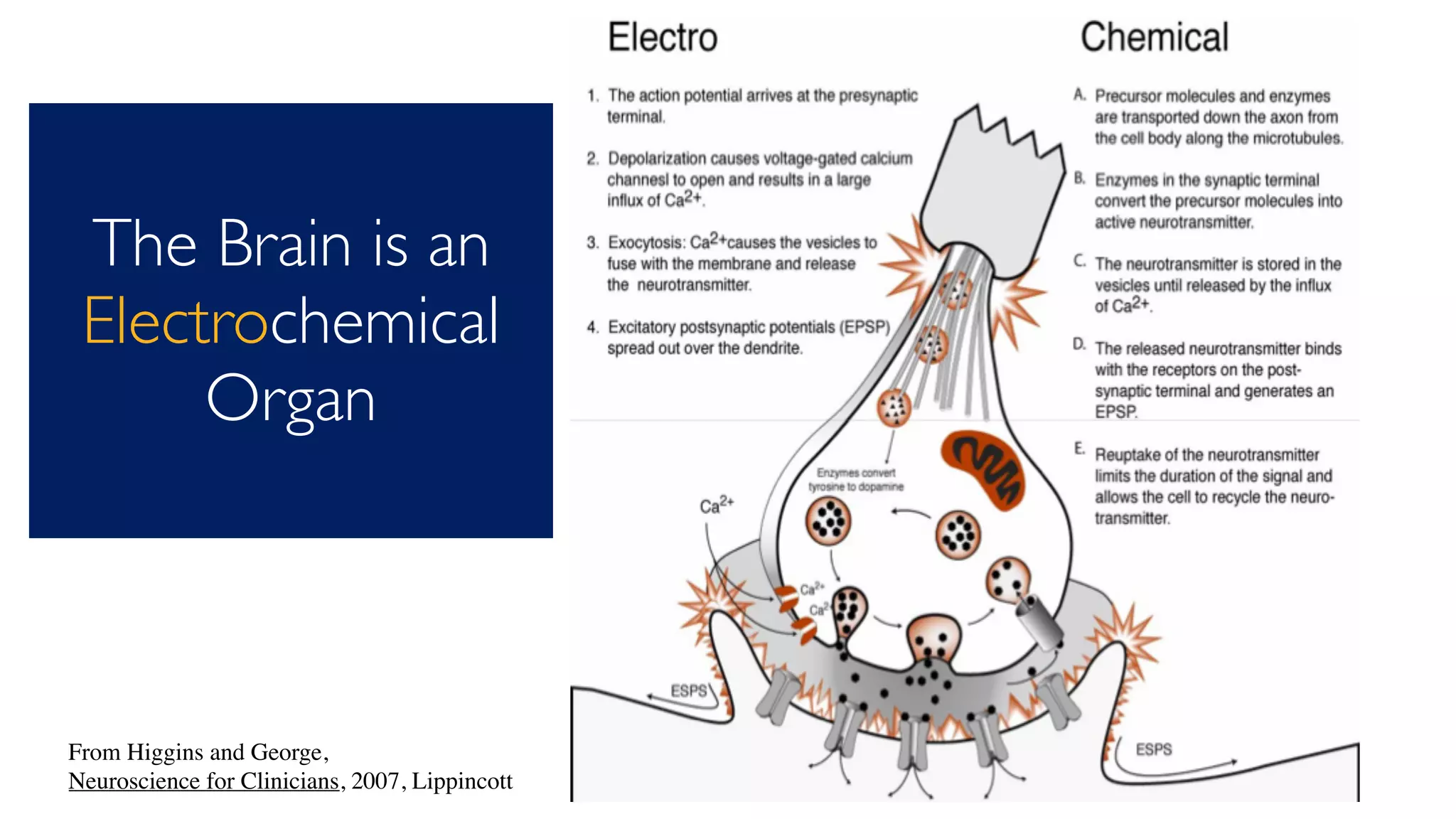 Dr. Bashar Badran. Bio-Stimulation: The Many Wanderings of the Vagus ...