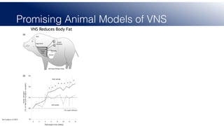 Dr. Bashar Badran. Bio-Stimulation: The Many Wanderings of the Vagus ...