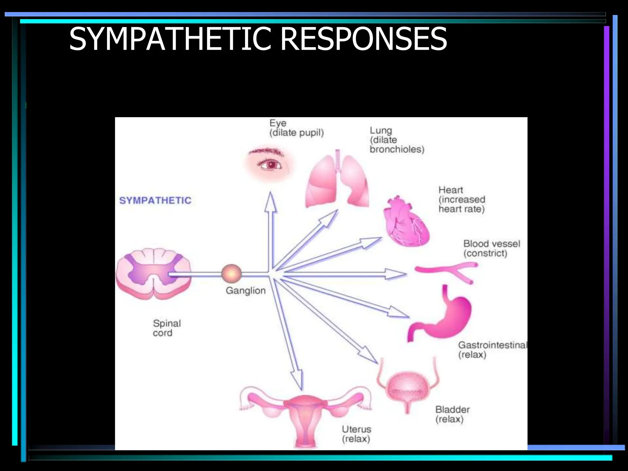 SYMPATHOMIMETICS AND SYMPATHOLYTICS PCI SYLLABU.pdf | Endocrine and ...