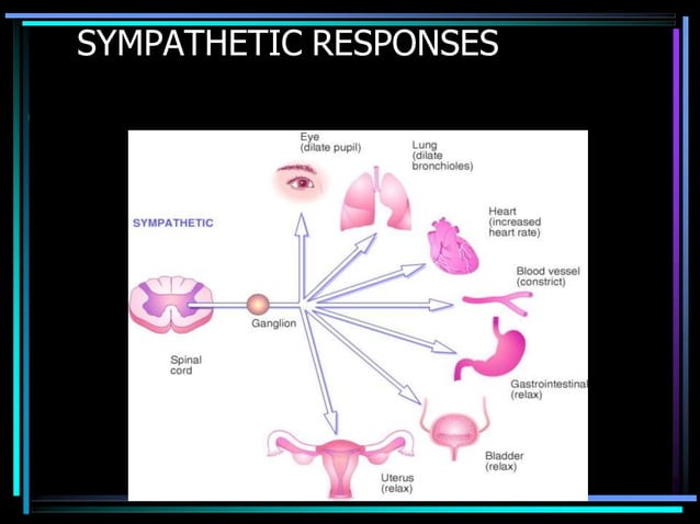 SYMPATHOMIMETICS AND SYMPATHOLYTICS PCI SYLLABU.pdf | Endocrine and ...