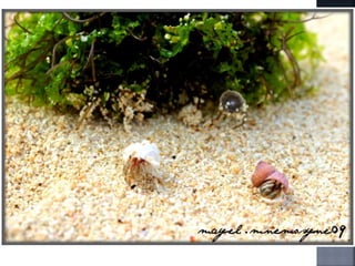 Basic camera shots | PPTX | Photography | Arts and Crafts