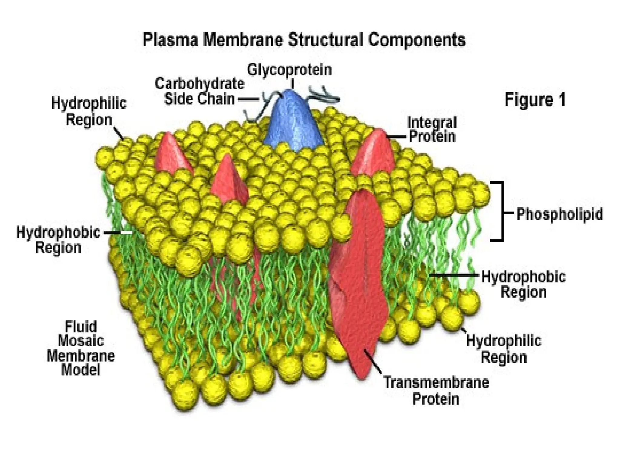 basic-cell-life structure & Eukaryotic vs Prokaryotic | PPT
