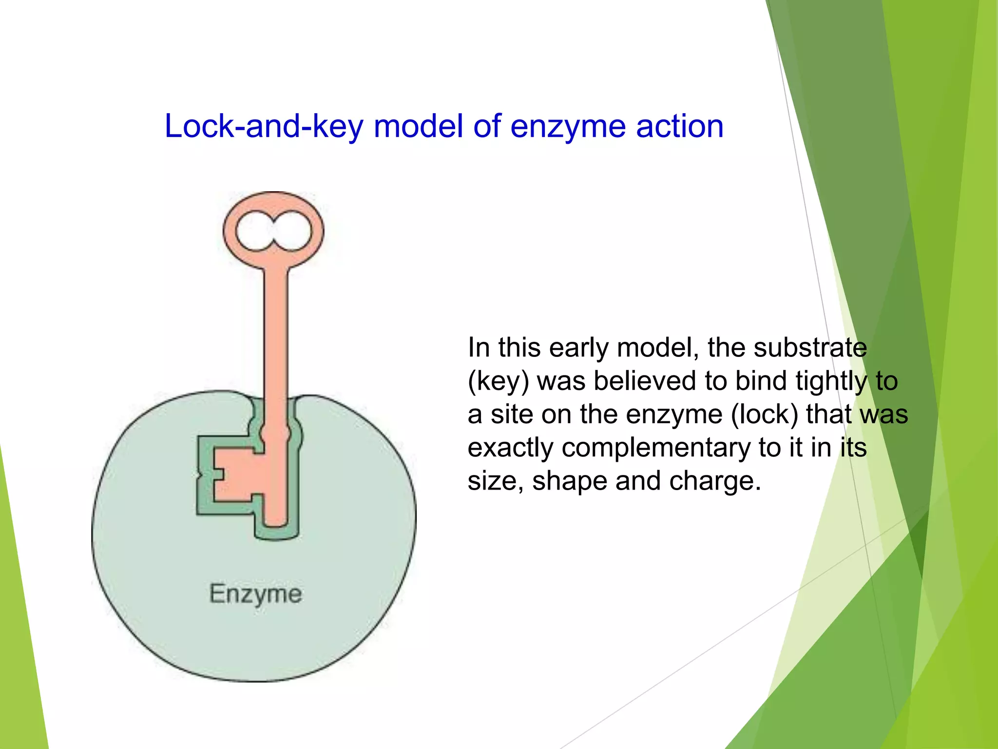 Basic-Enzymology must.ppt