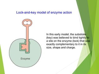 Basic-Enzymology must.ppt