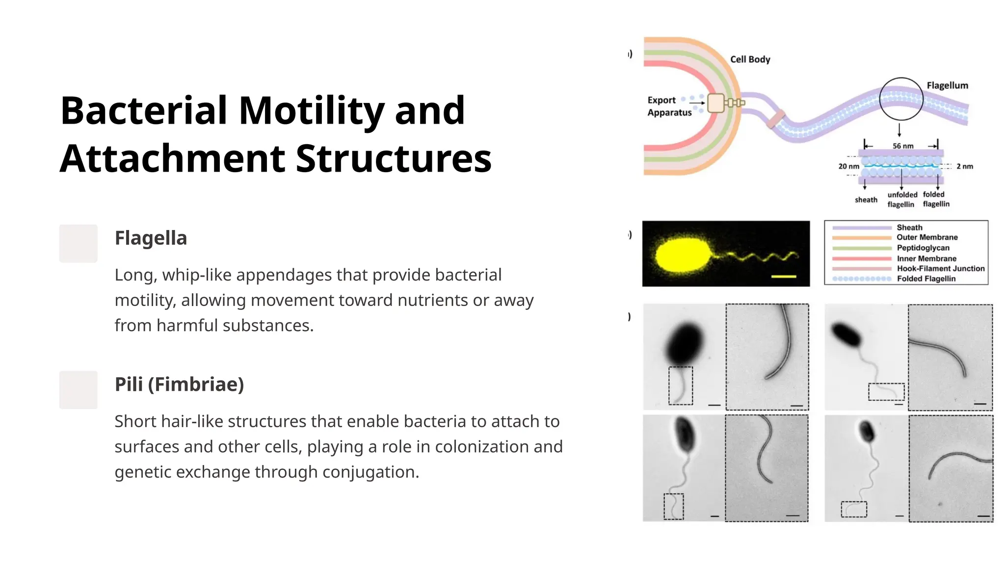Basic-Features-of-Bacteria-and-Their-Functions(2).pptx