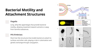 Basic-Features-of-Bacteria-and-Their-Functions(2).pptx