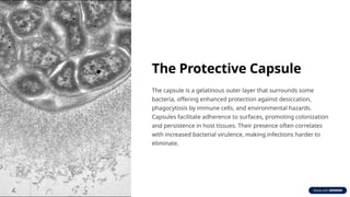 Basic-Features-of-Bacteria-and-Their-Functions(2).pptx