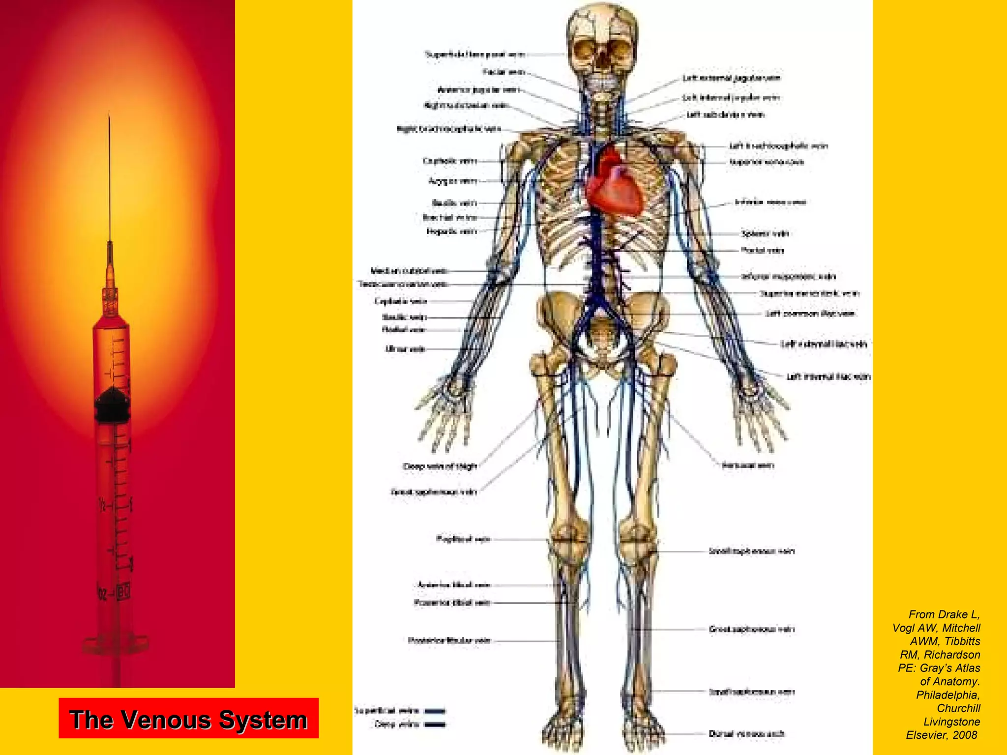 Basic Intravenous Therapy 1: Anatomy | PPT