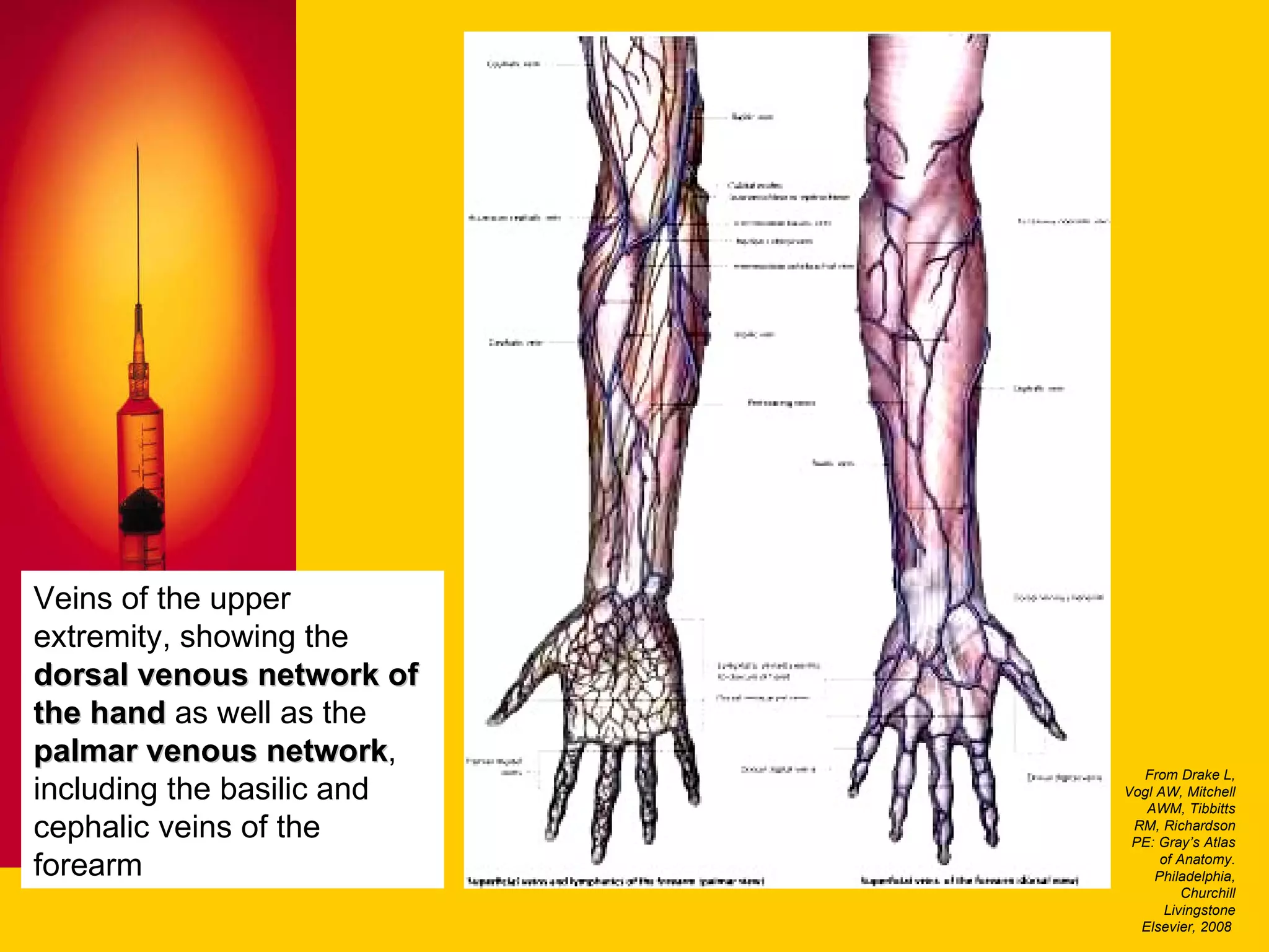 Basic Intravenous Therapy 1: Anatomy | PPT