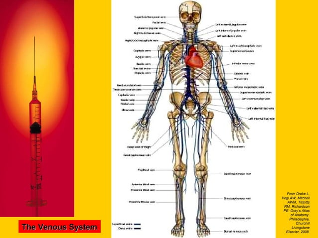 Basic Intravenous Therapy 1: Anatomy | PPT
