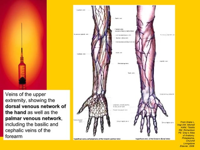 Basic Intravenous Therapy 1: Anatomy | PPT