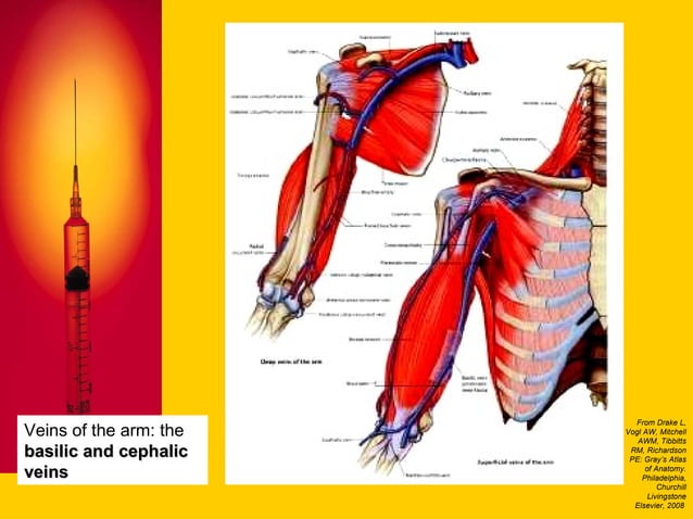 Basic Intravenous Therapy 1: Anatomy | PPT