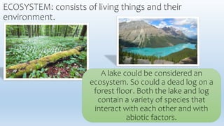 BASIC-NEEDS-OF-LIVING-THINGS AND THE ECOSYSTEM IN THE PHILIPPINES | PPTX