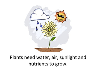 Basic Needs Of Plants | PPT
