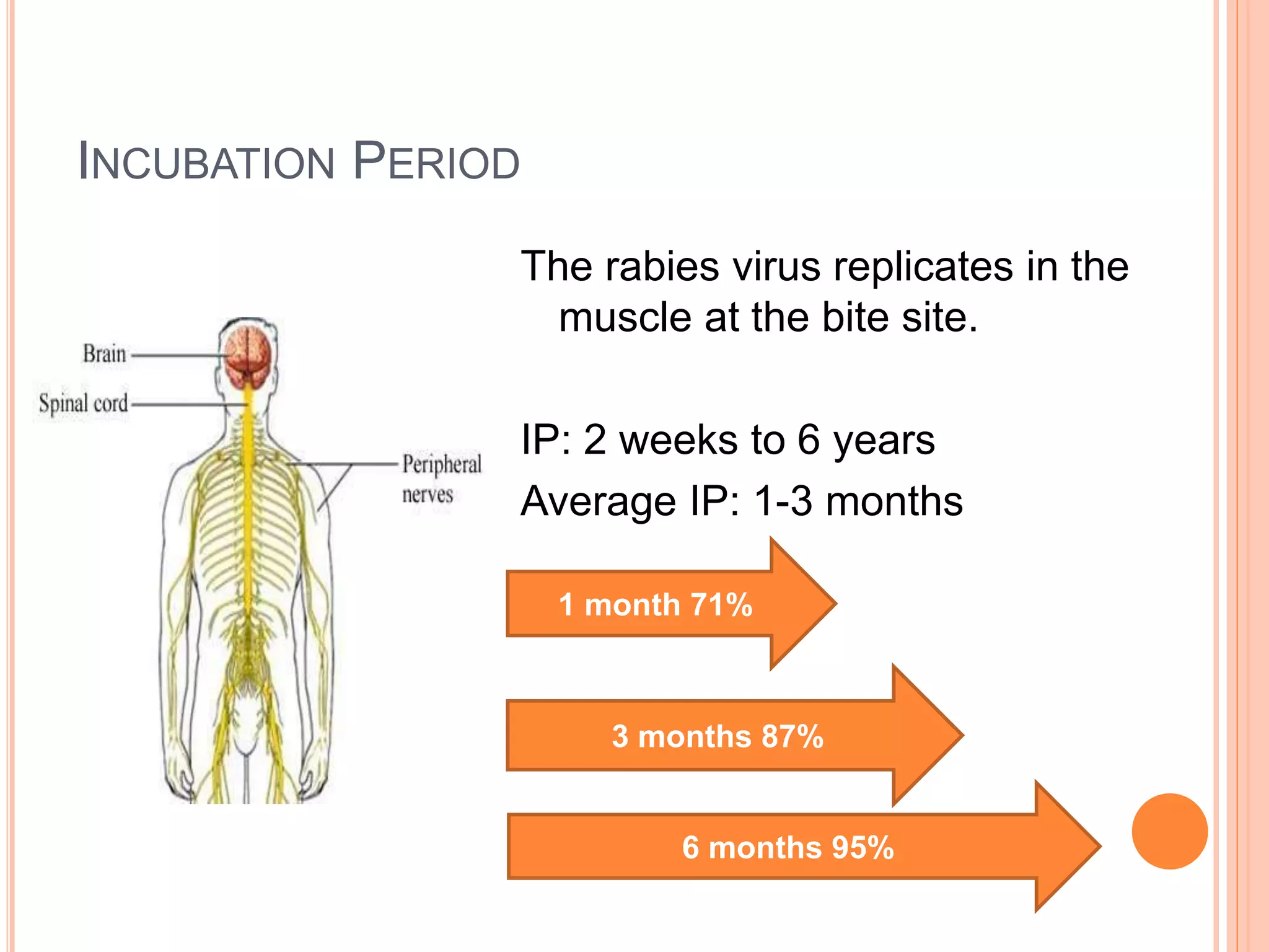 Basic rabies-for-dep ed | PPTX | Infectious Diseases | Diseases and ...
