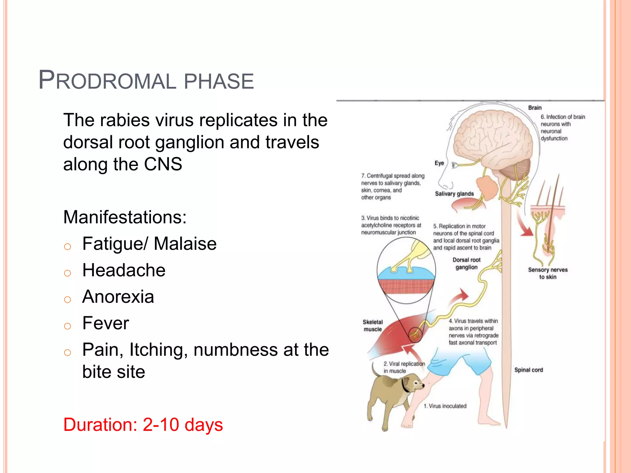 Basic rabies-for-dep ed | PPTX