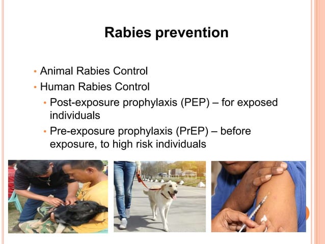 Basic rabies-for-dep ed | PPTX | Infectious Diseases | Diseases and ...