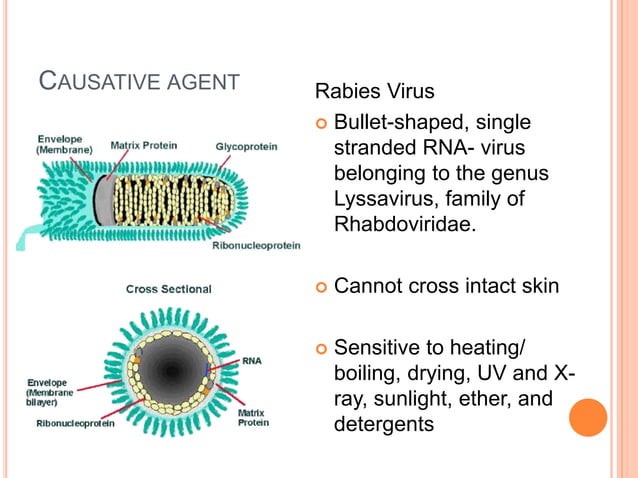 Basic rabies-for-dep ed | PPTX | Infectious Diseases | Diseases and ...