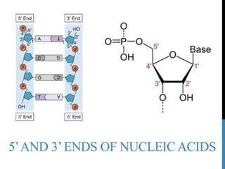 GENERAL____BIOLOGY_BASIC-STRUCTURES-DNA-RNA.pptx