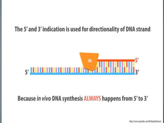 GENERAL____BIOLOGY_BASIC-STRUCTURES-DNA-RNA.pptx