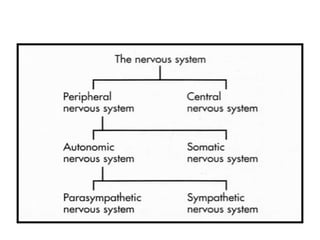 basic 1 lecture.ppt | Brain and Nervous System Disorders | Diseases and ...