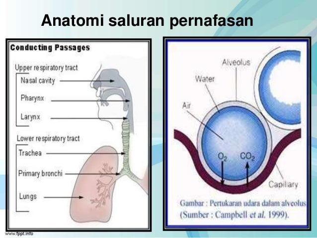 Basic airway management