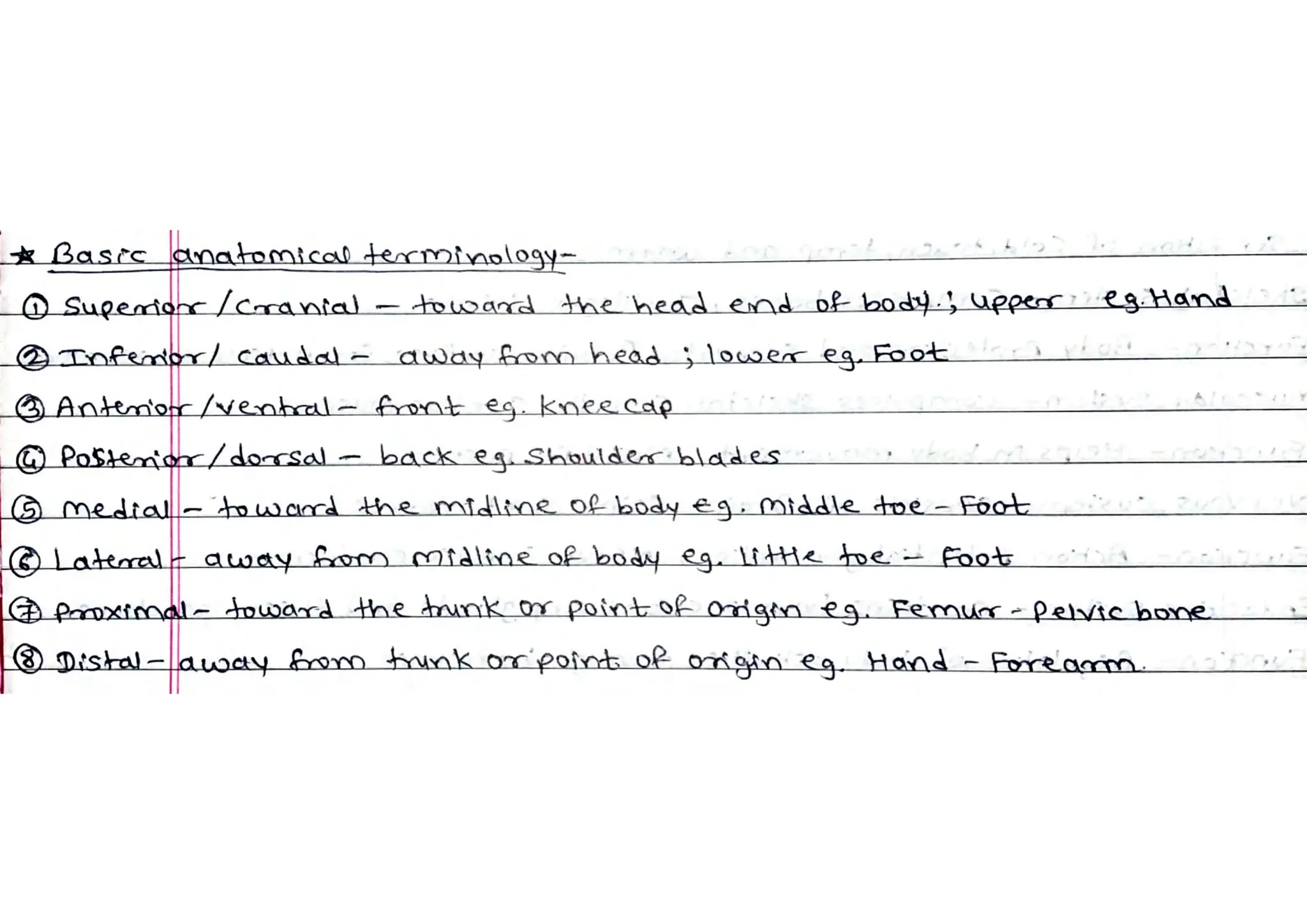 Basic Anatomical Terminologies | PDF