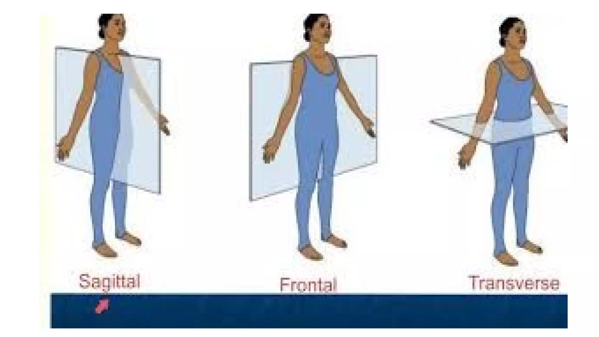 Basic anatomical terminology | PPT