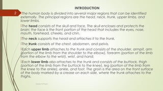 Basic anatomical terminology | PPT