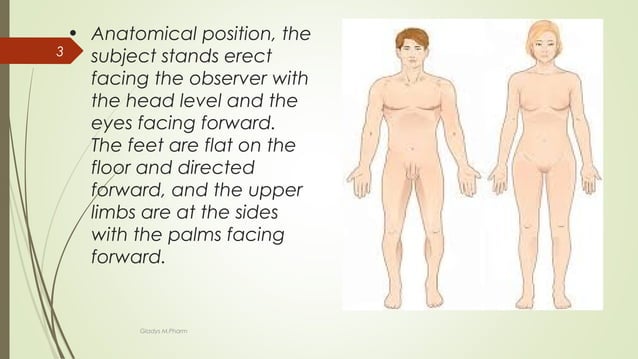 Basic anatomical terminology | PPT